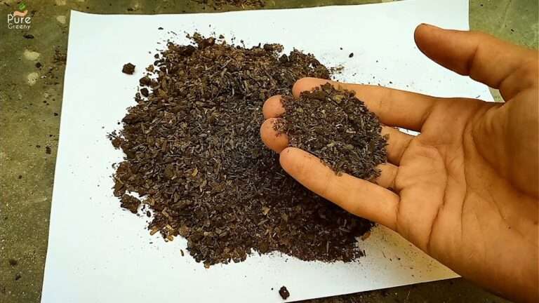 How to Make the Best Organic Fertilizer For Rose Plant - Homemade Rose ...