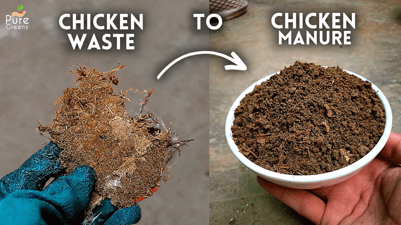 How To Make Chicken Manure Fertilizer At Home Benefits INCLUDED