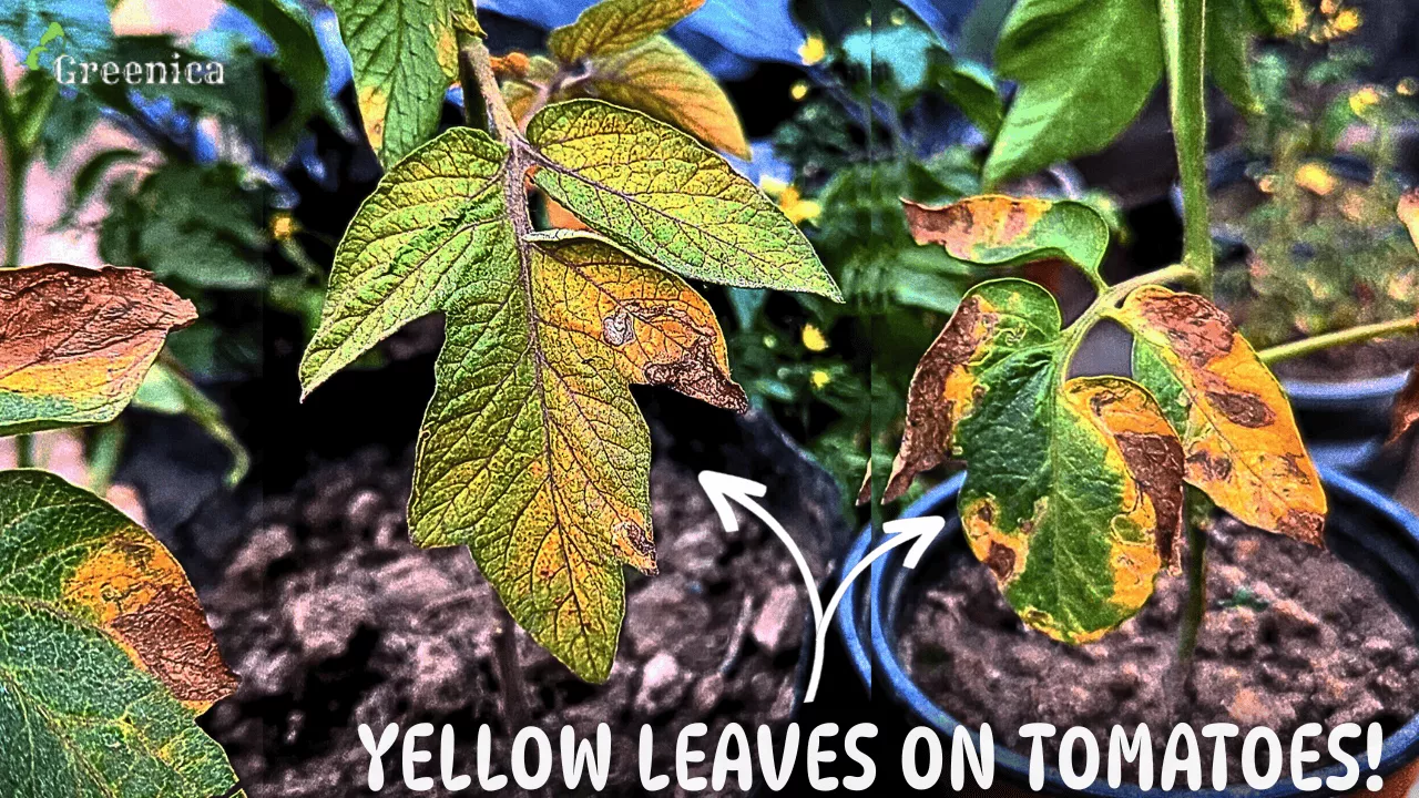 7-Reasons Of Yellow Leaves on Tomato Plants! - Pure Greeny